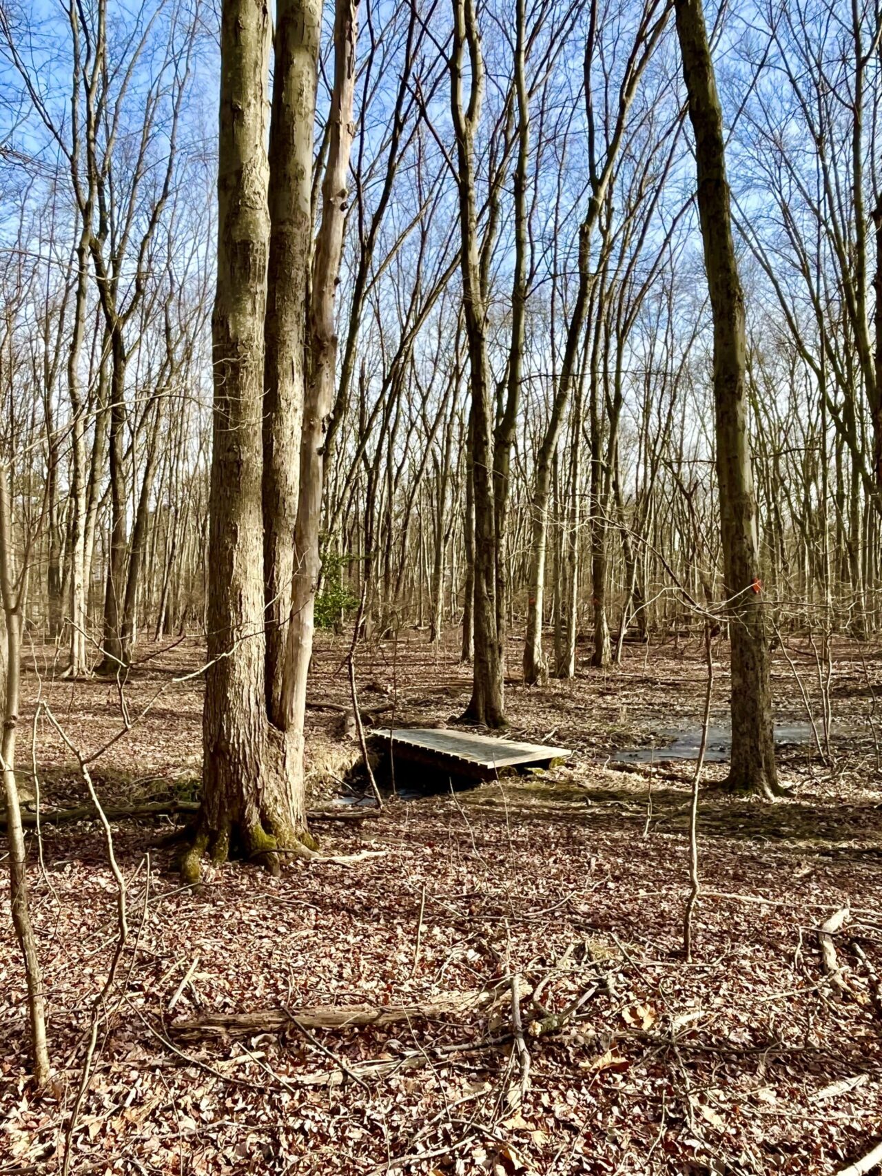 Trail Map | Demarest Nature Center