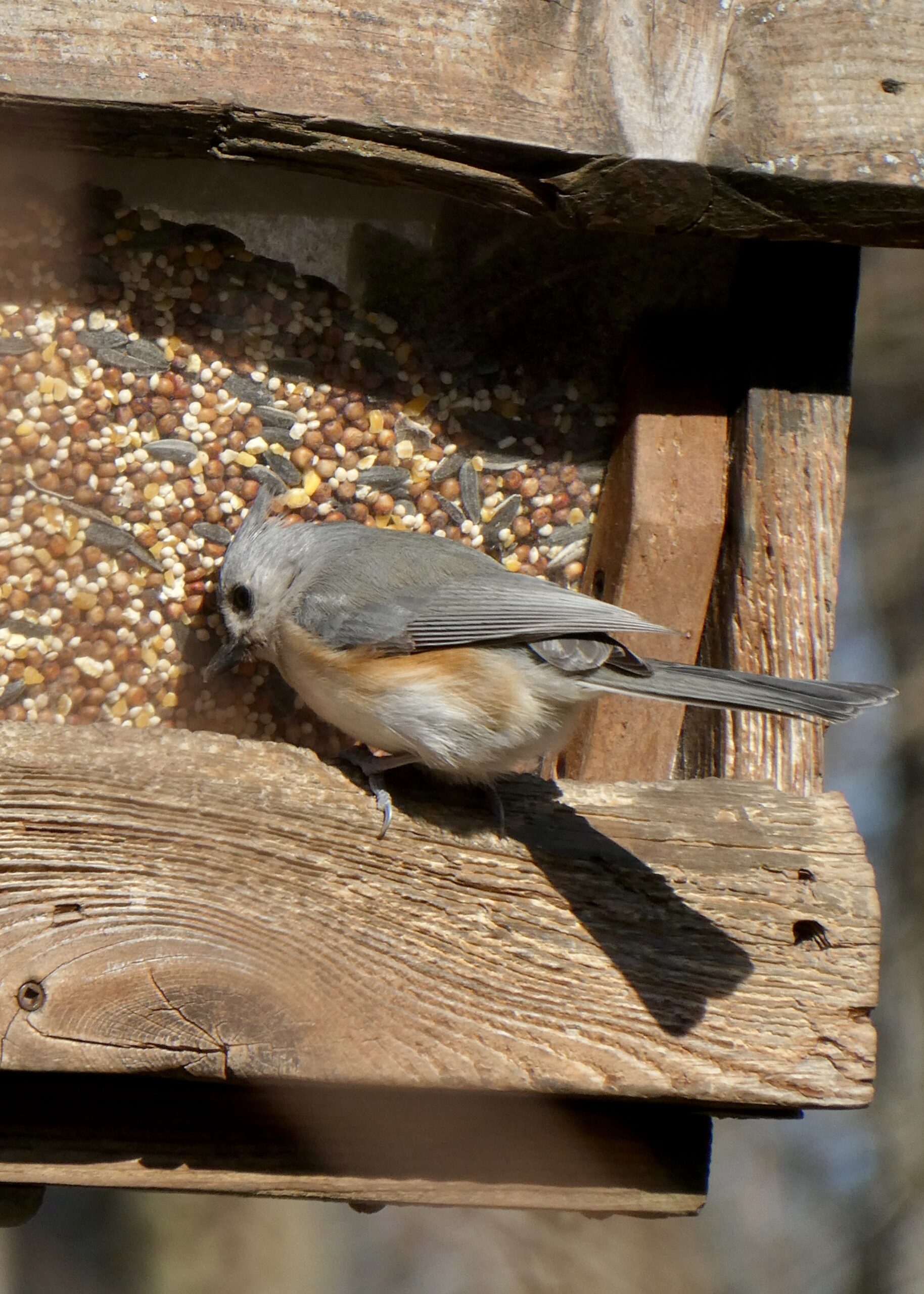 Upcoming-Events | Demarest Nature Center